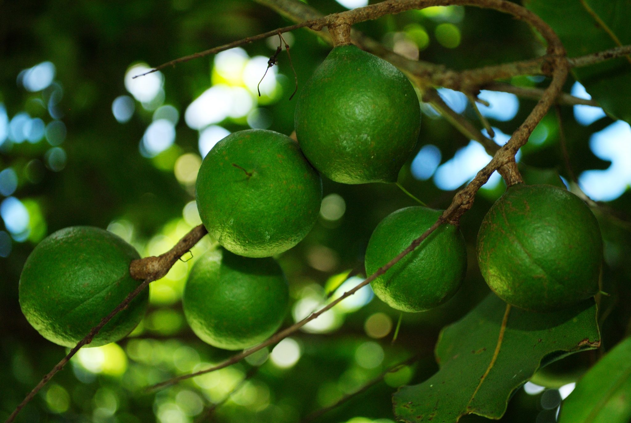 Ten things you may not realise you can do with macadamia nuts ...