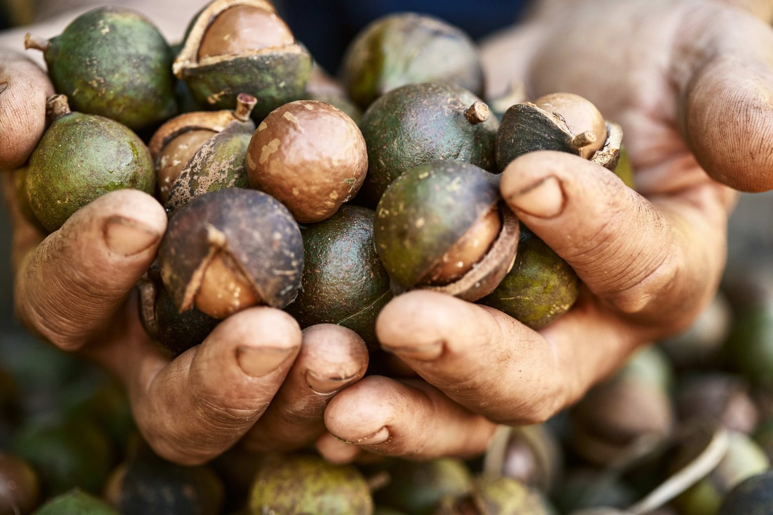 Why people think macadamias are from Hawaii (and why they are wrong ...