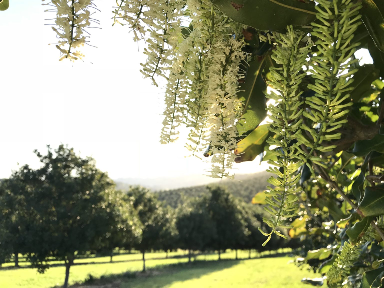 Who knew macadamia flowers were this stunning?! - Australian Macadamias