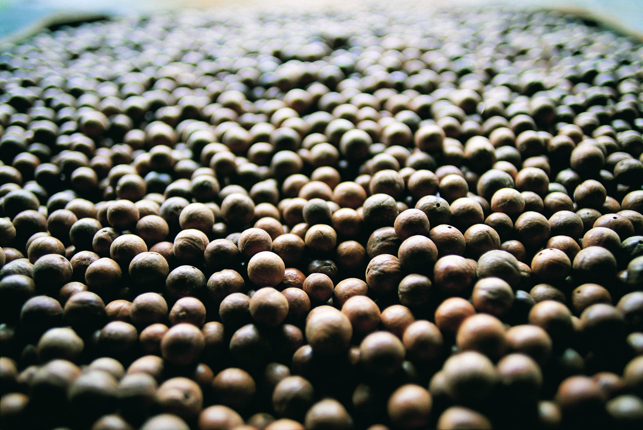 Macadamia shells: the material of the future - Australian Macadamias