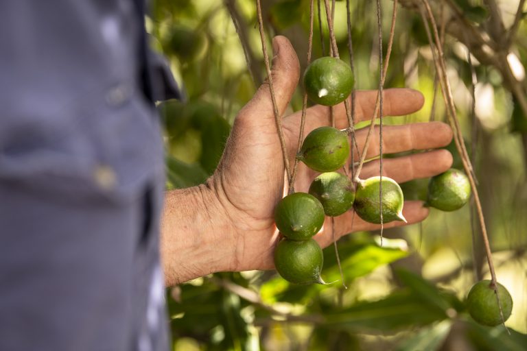 Tips for successfully growing macadamias at home - Australian Macadamias