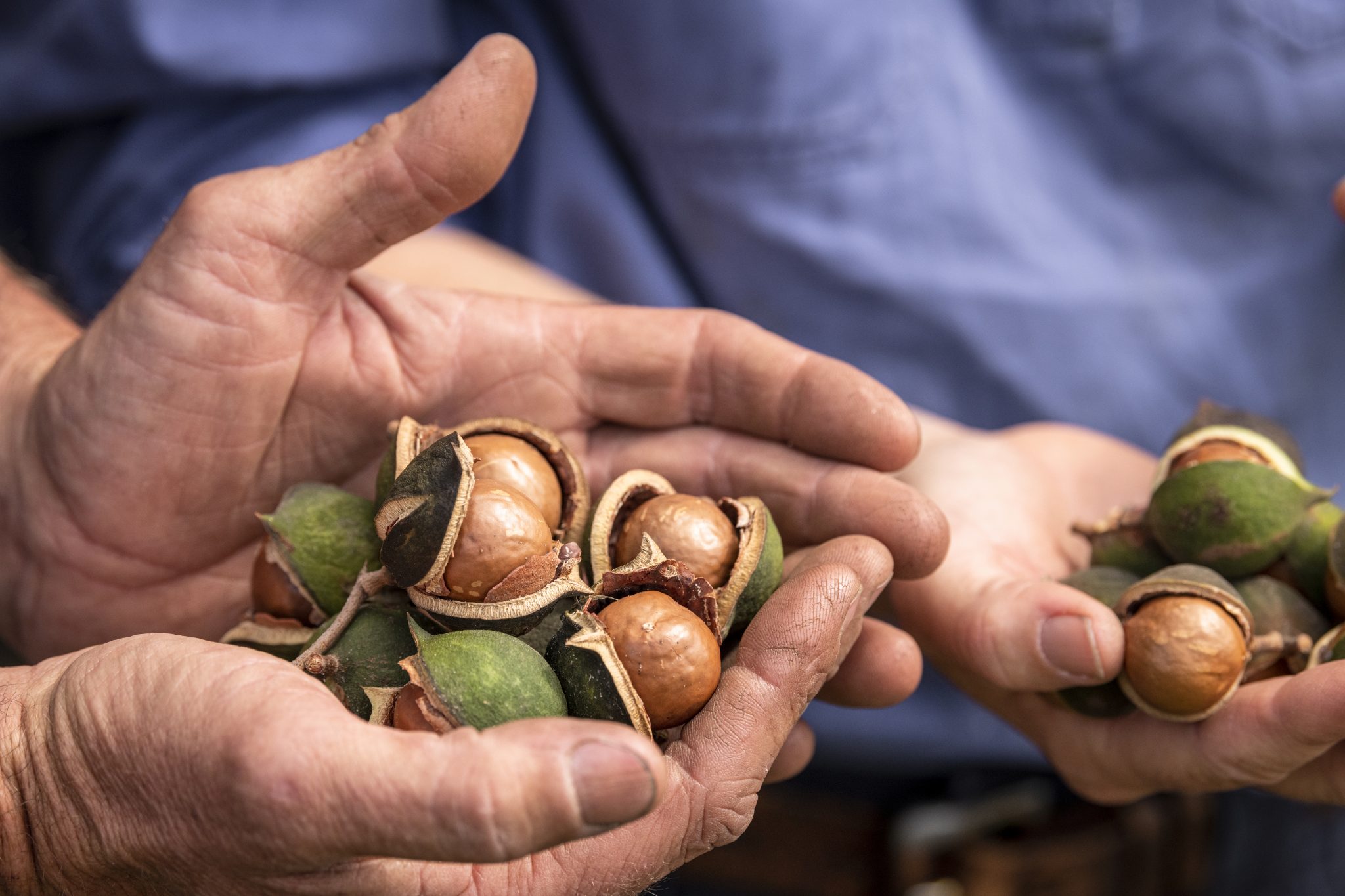 How to celebrate this Macadamia Nut Day - Australian Macadamias