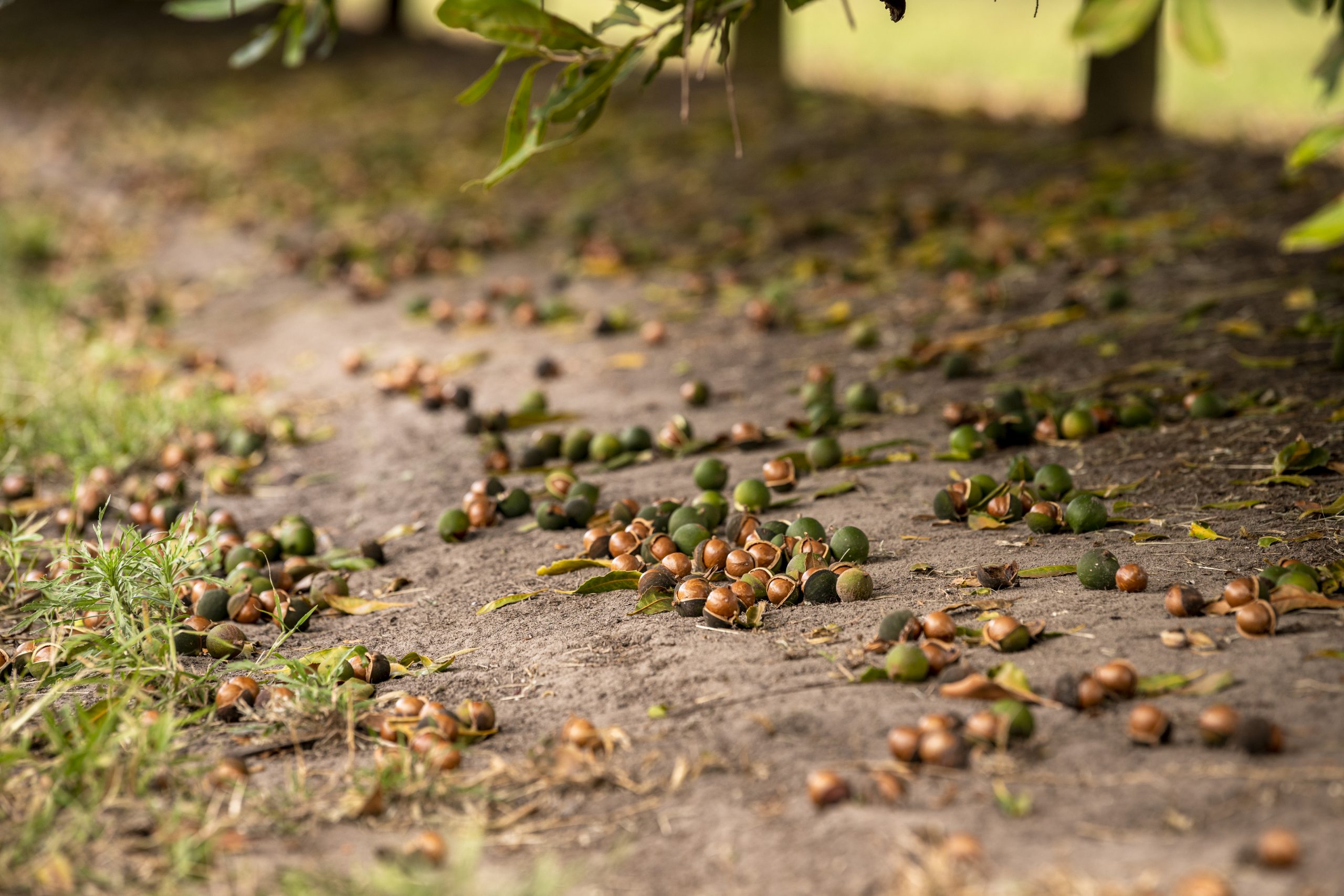 How to harvest, dry and store your macadamia crop - Australian Macadamias