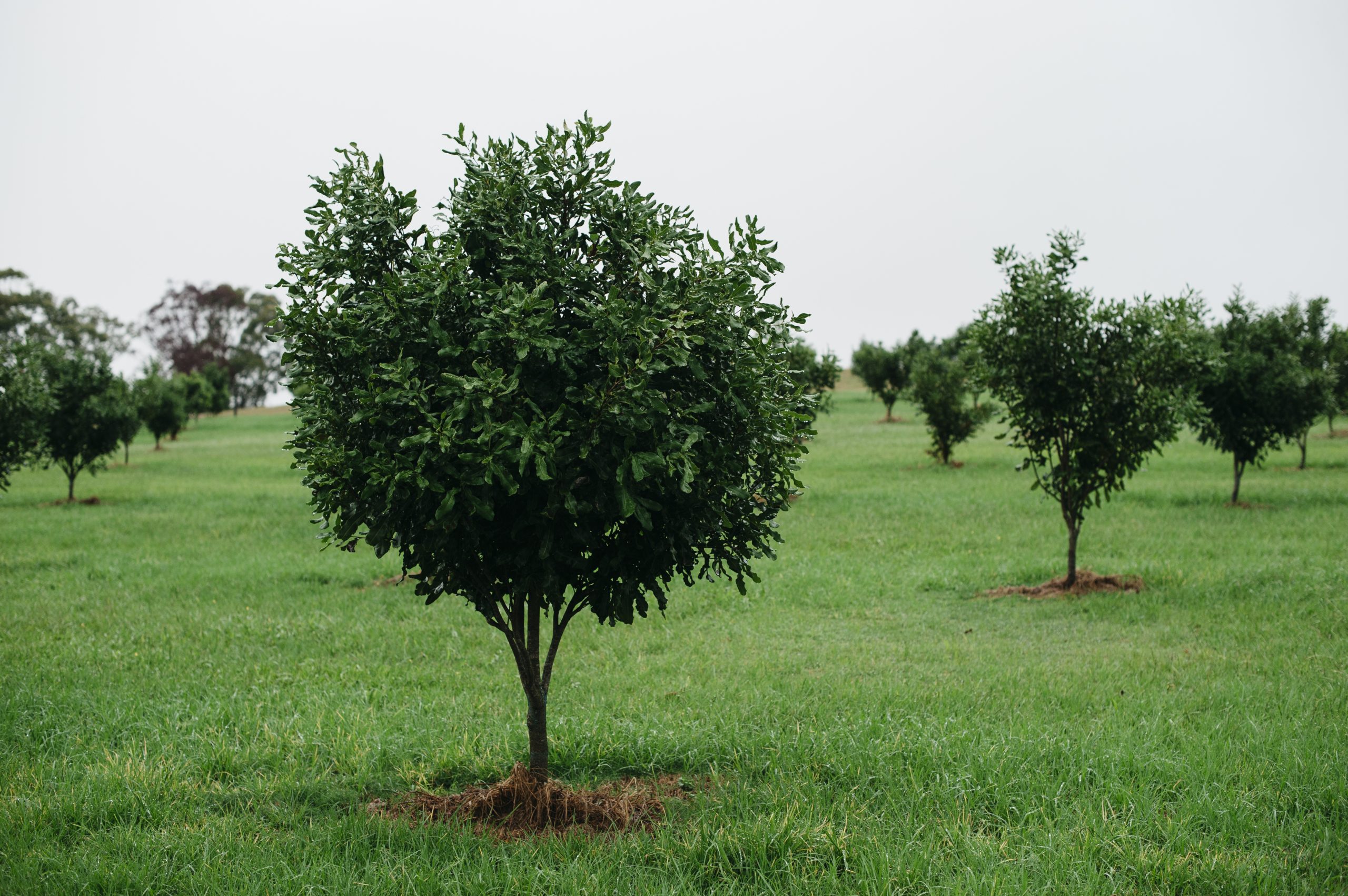 Establishing a macadamia tree in your backyard - Australian Macadamias