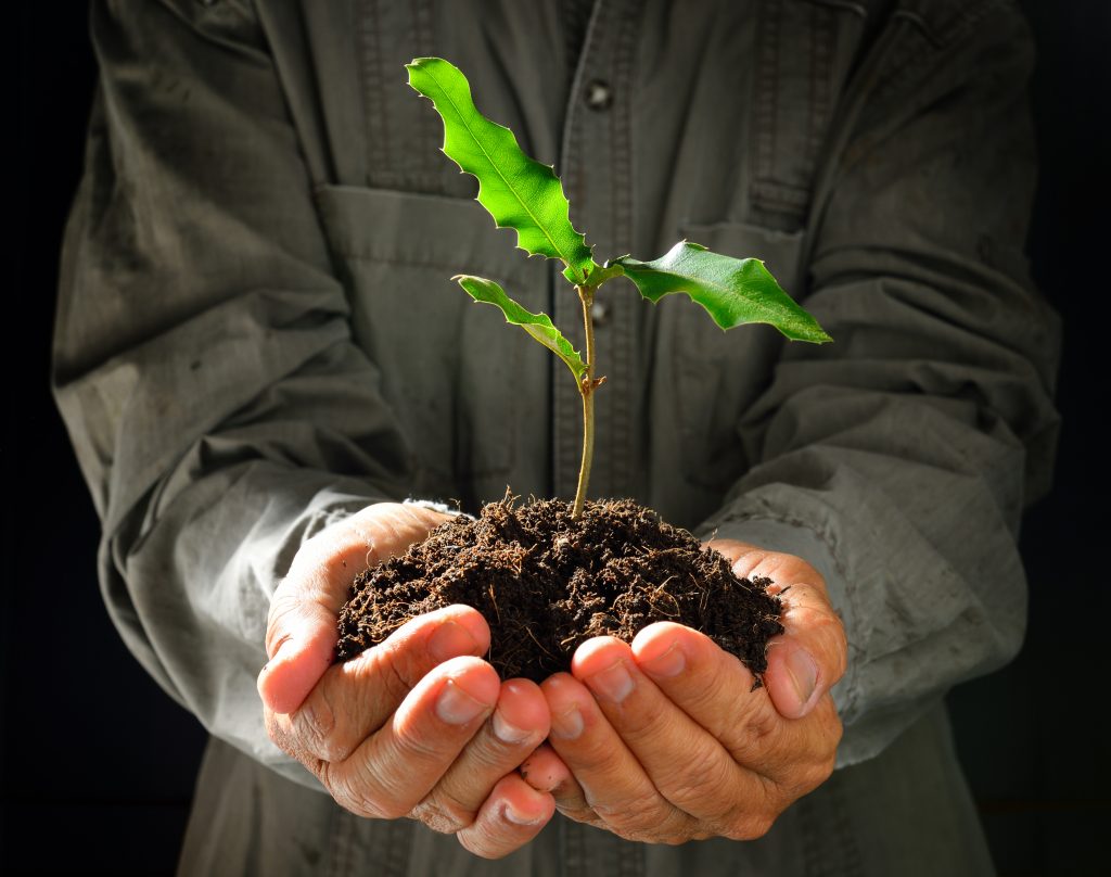 Growing macadamias from seed - Australian Macadamias
