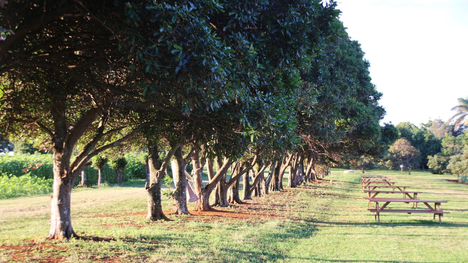 Macadamia farms you can visit near Byron Bay, Australia - Australian ...