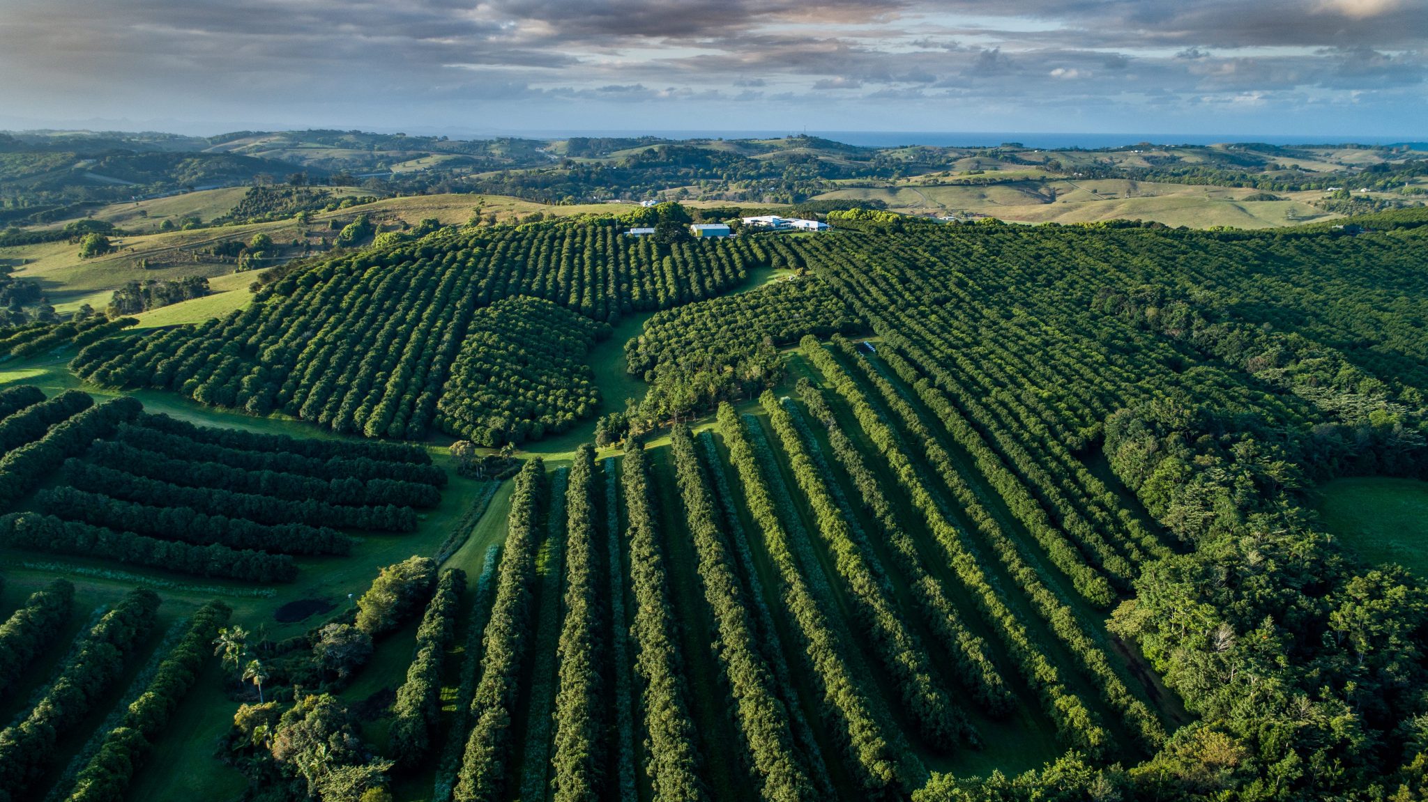 Five reason why we’re loving The Original Macas - Australian Macadamias