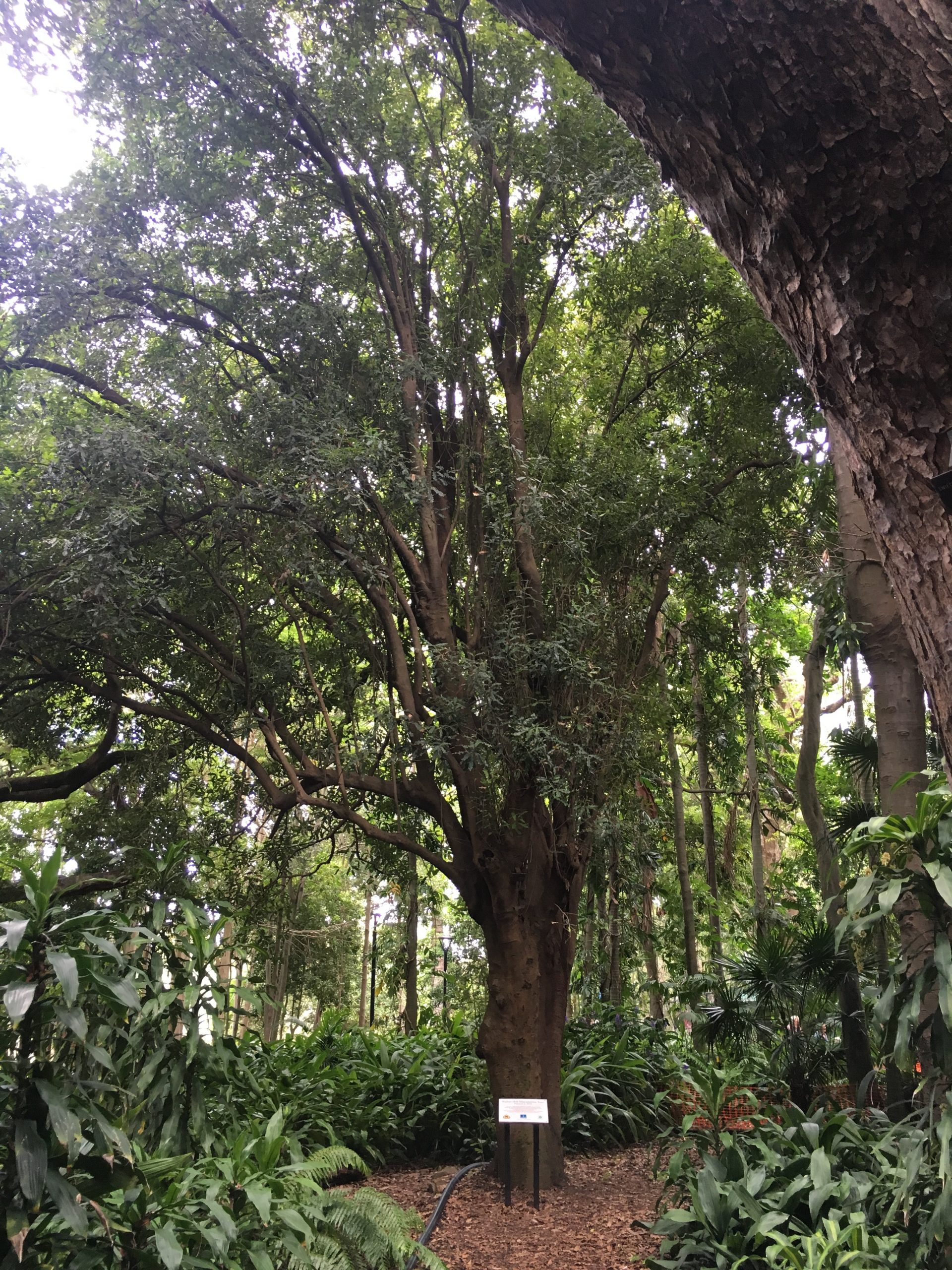 Authentic macadamia experiences to enjoy in Queensland right now ...