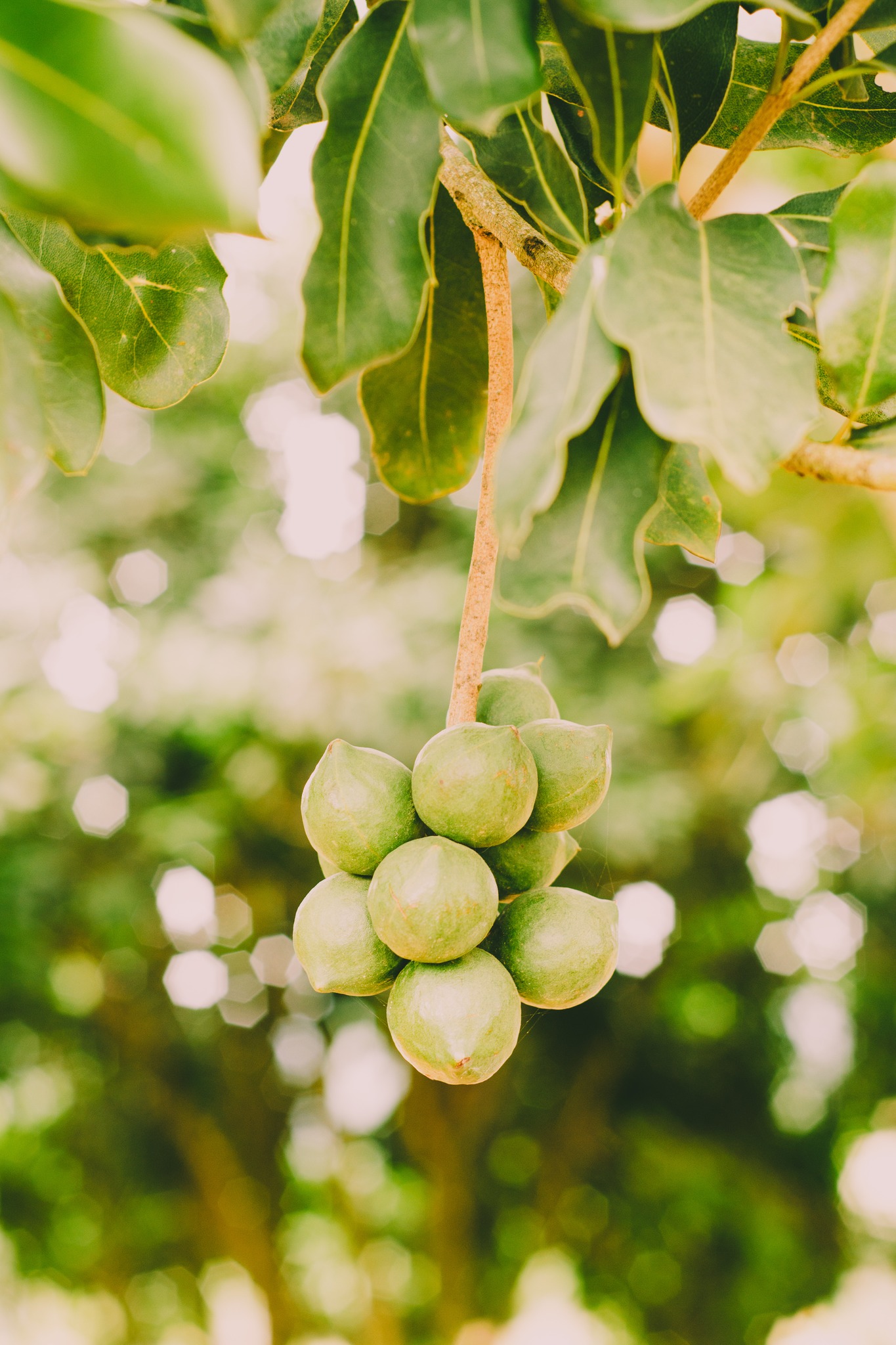 Visit Australia’s newest macadamia attraction - Australian Macadamias