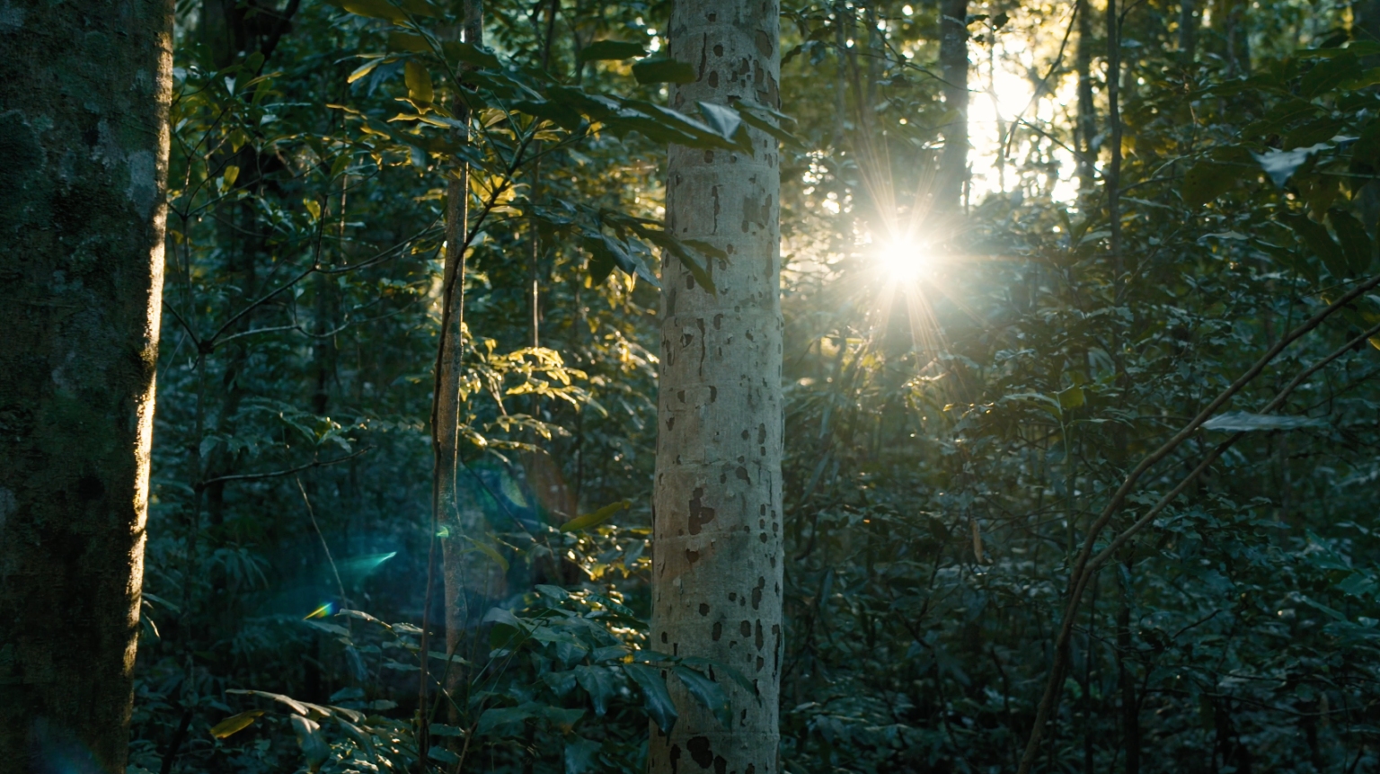 Queensland nut and other names for the macadamia nut - Australian ...