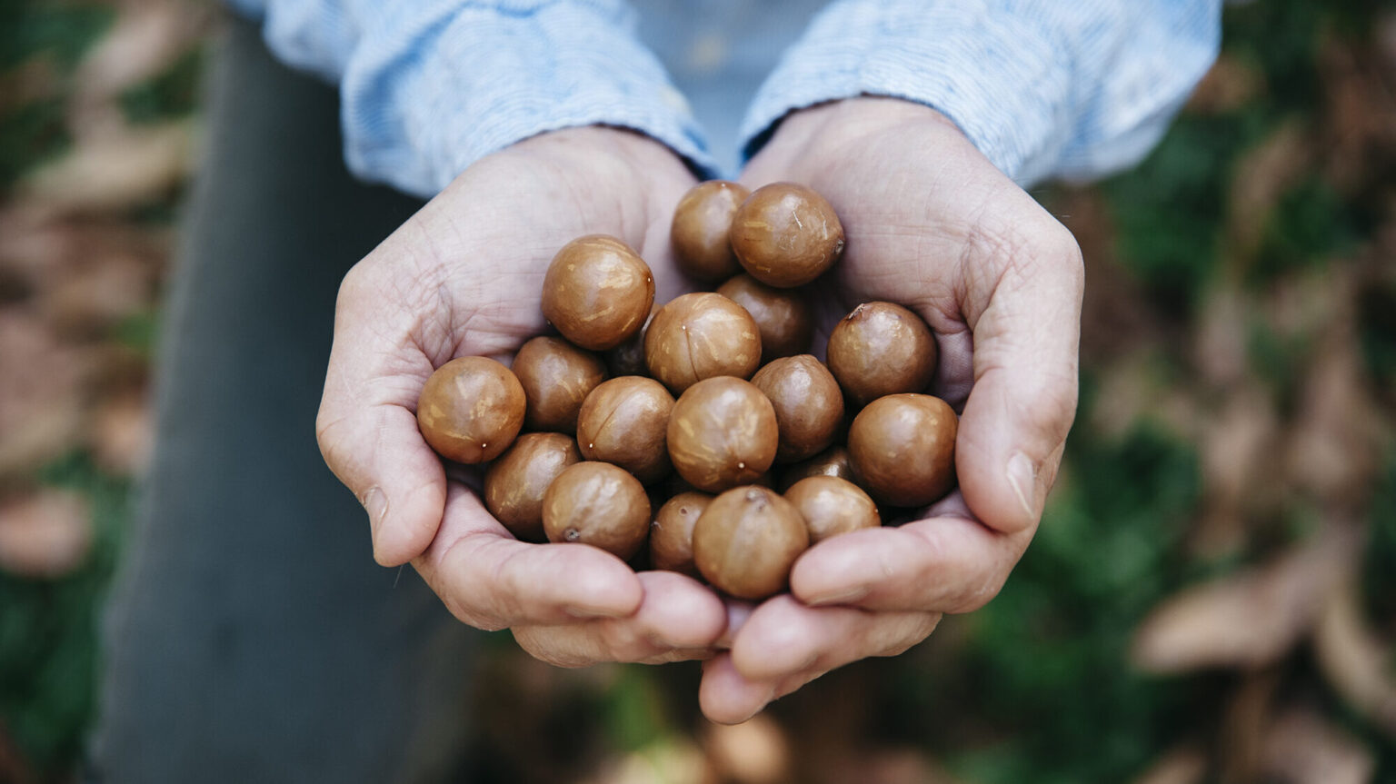 Macadamia nuts: Your top questions answered - Australian Macadamias