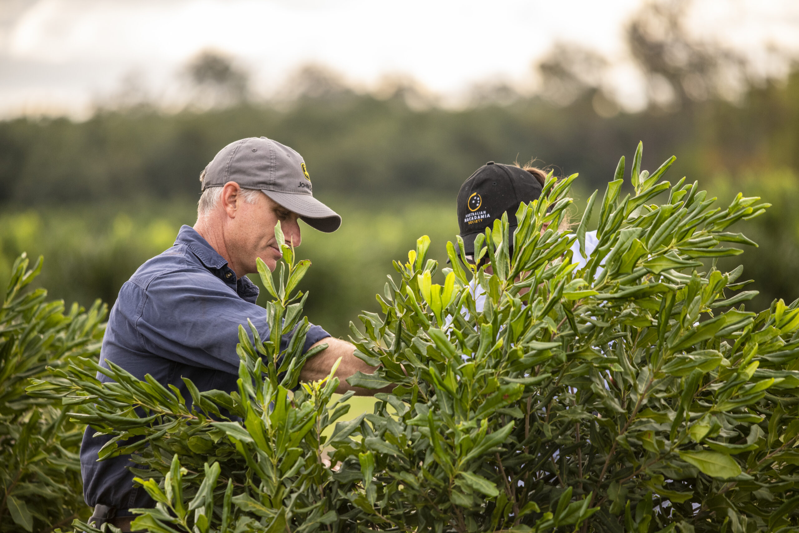 Grower profile: Michael Russo - Australian Macadamias