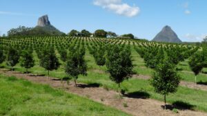 Where are macadamias grown in Australia? - Australian Macadamias