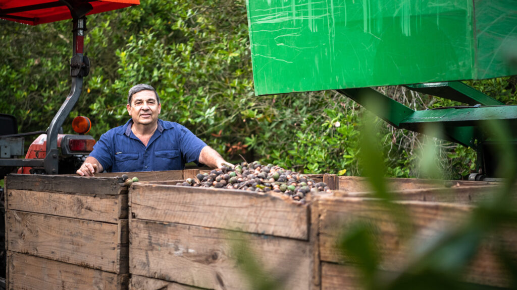 Where are macadamias grown in Australia? - Australian Macadamias