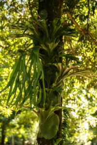 Where are macadamias grown in Australia? - Australian Macadamias