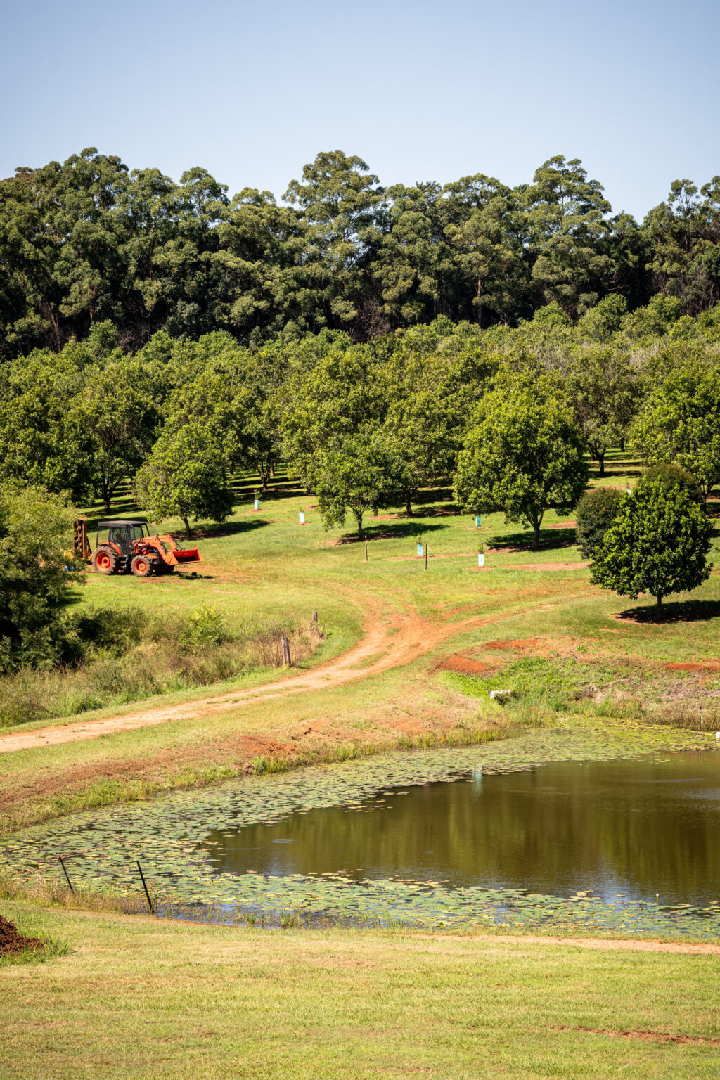 Where are macadamias grown in Australia? - Australian Macadamias