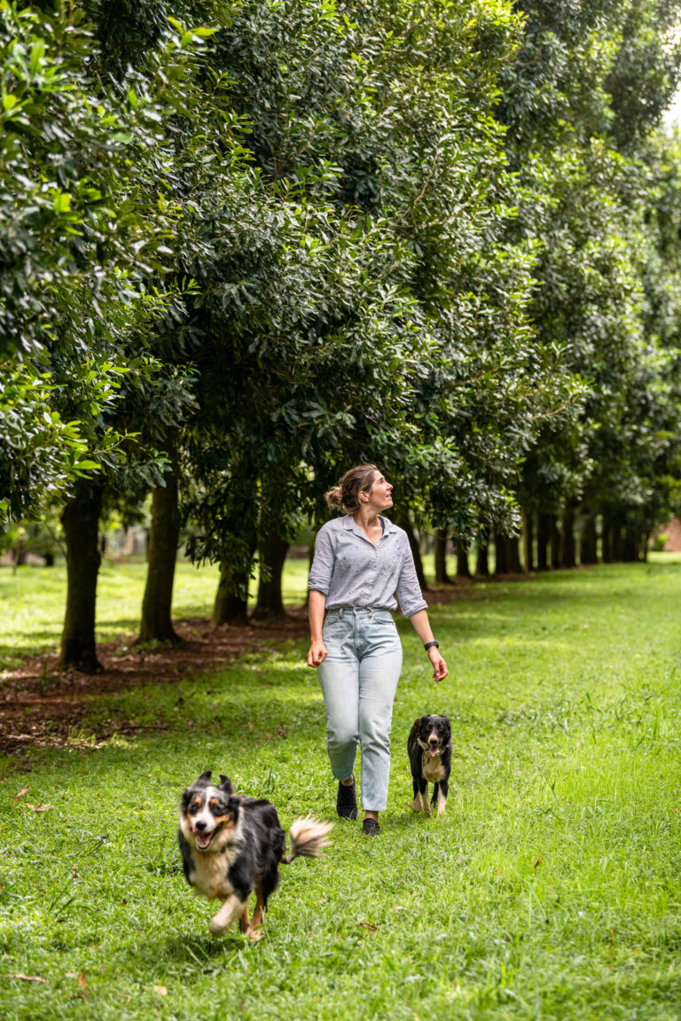 Where are macadamias grown in Australia? - Australian Macadamias