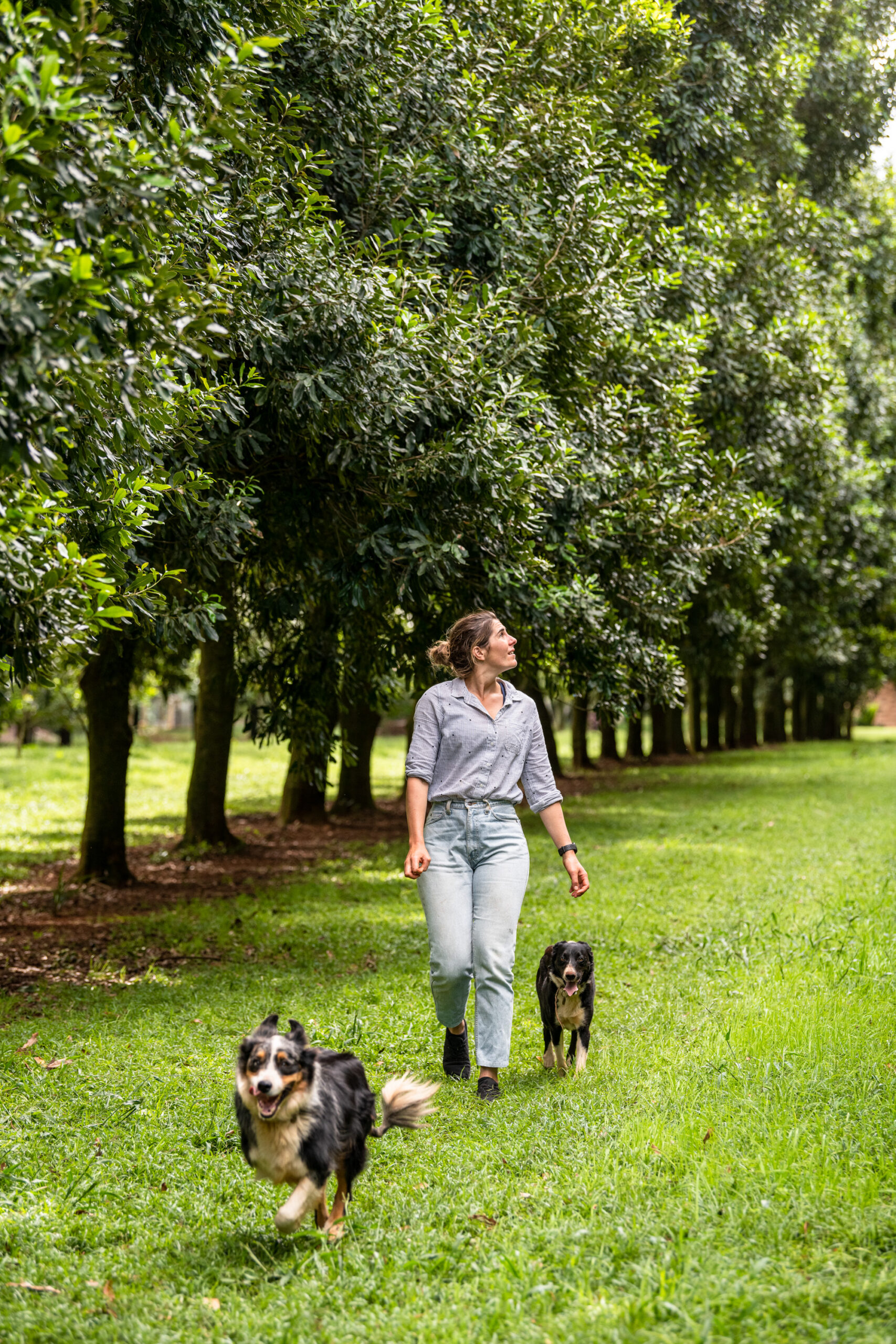 Where are macadamias grown in Australia? - Australian Macadamias