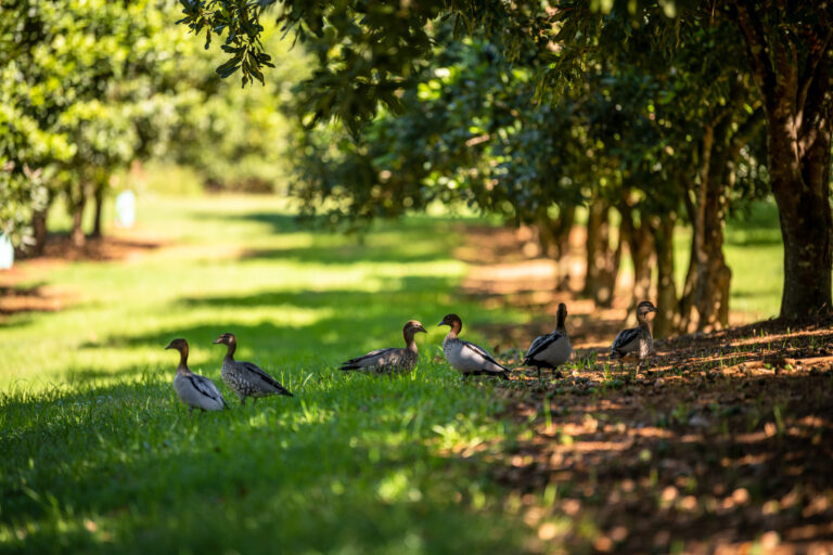 Where are macadamias grown in Australia? - Australian Macadamias
