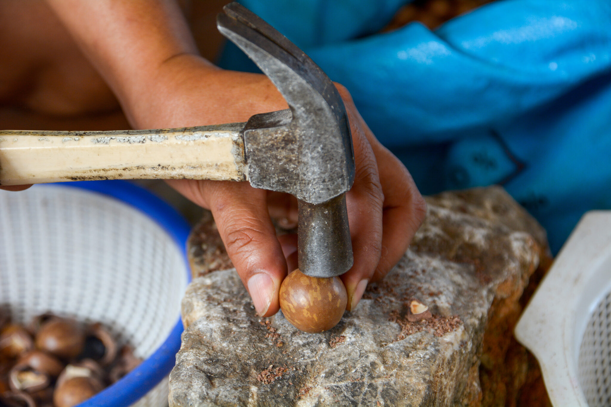 Queensland nut and other names for the macadamia nut - Australian ...