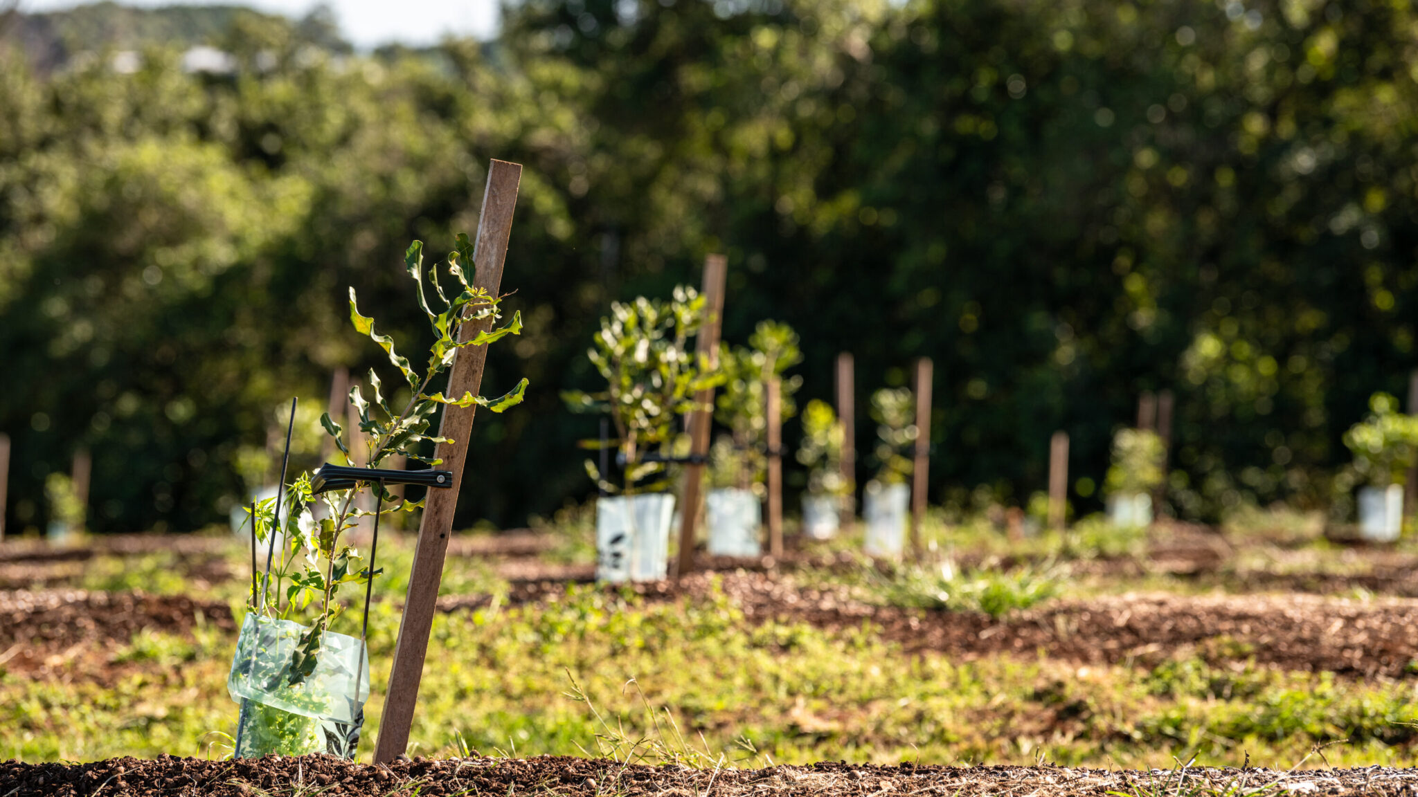Five reason why we’re loving The Original Macas - Australian Macadamias