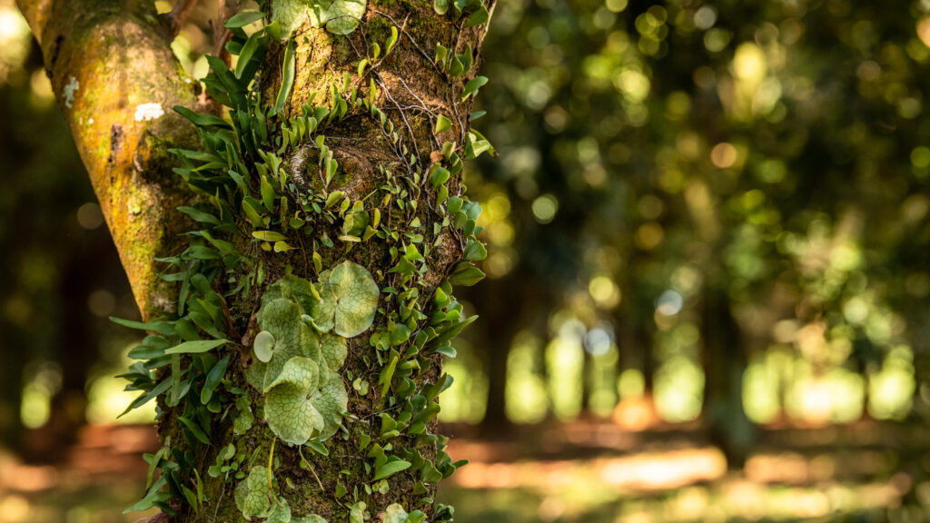 Five reason why we’re loving The Original Macas - Australian Macadamias