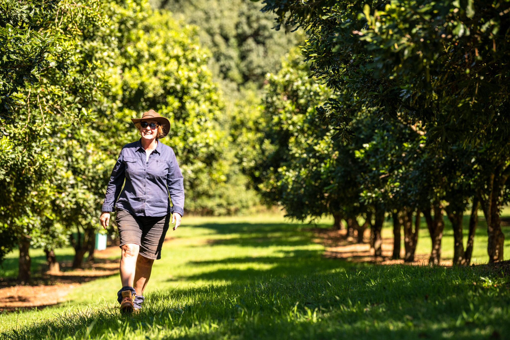 Five things you mightn’t know about macadamia harvesting - Australian ...