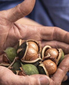 Growing macadamias from seed - Australian Macadamias