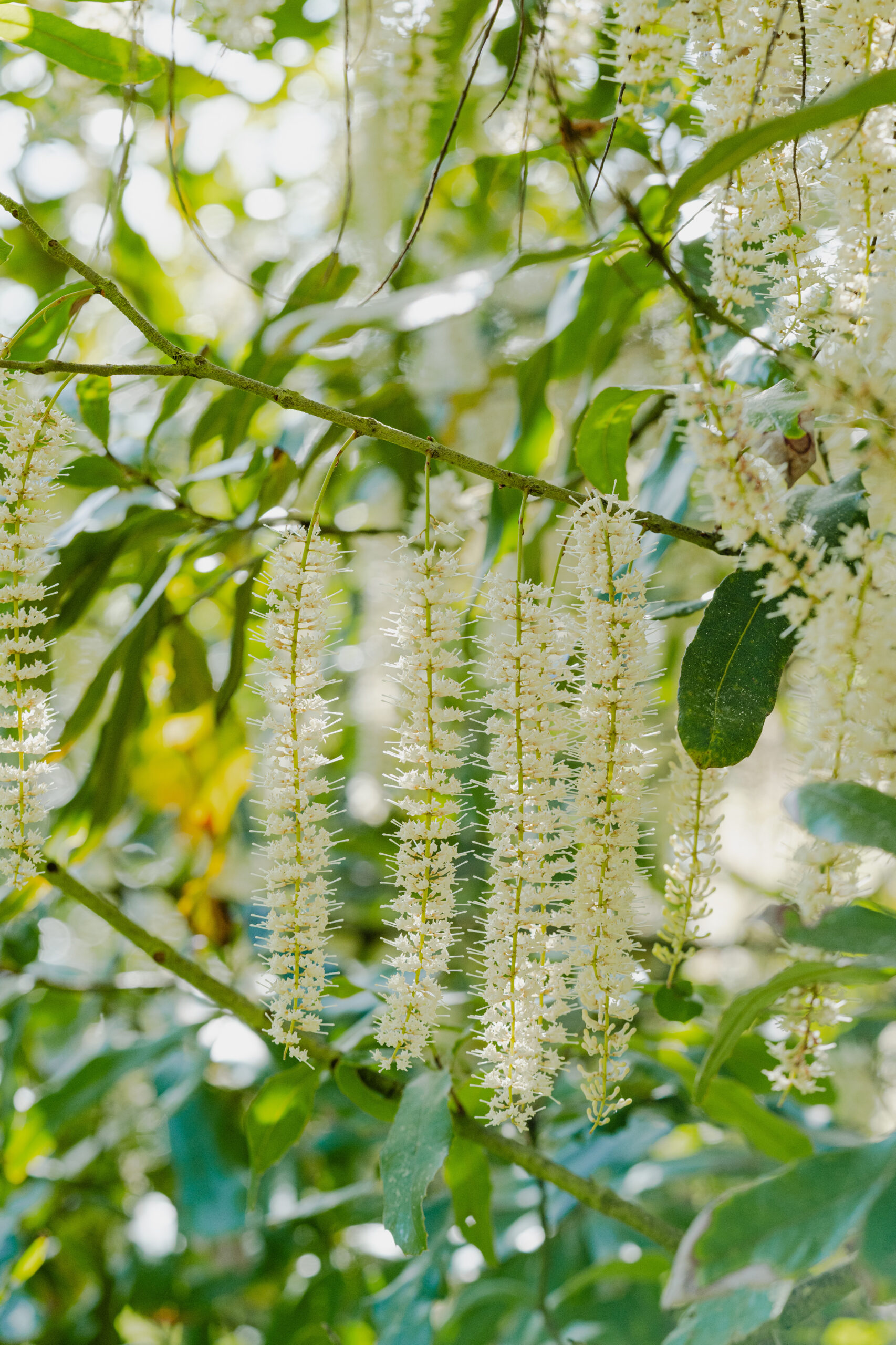 Let’s celebrate Macadamia Nut Day - Australian Macadamias