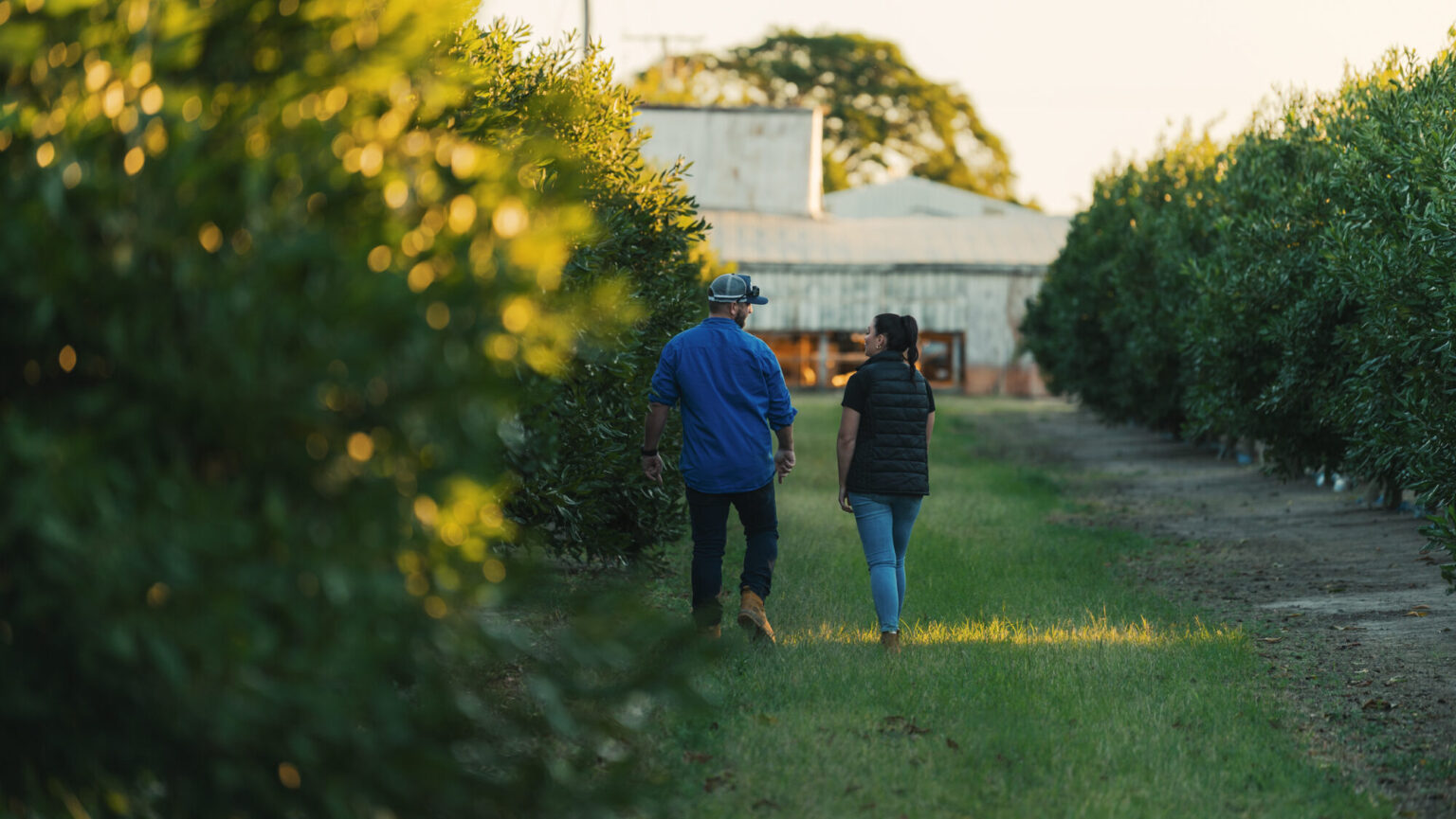 Grower profile: Abdy Family - Australian Macadamias